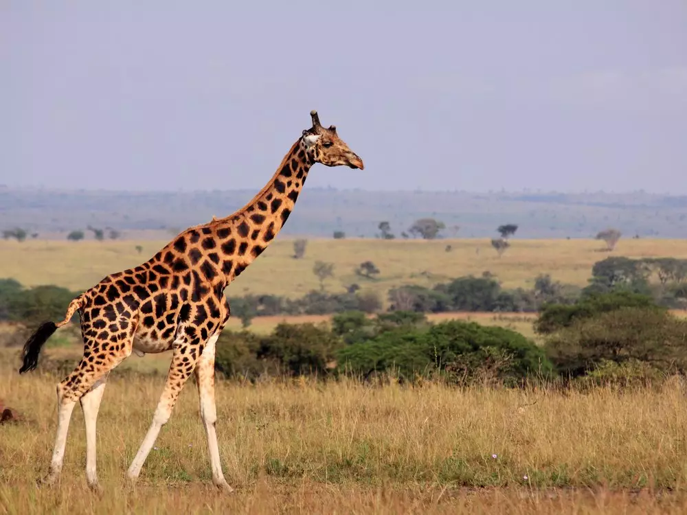 Giraffes ຢູ່ເຢັນເປັນແນວໃດ? ບາງທີຄວາມລັບແມ່ນຄໍຍາວ