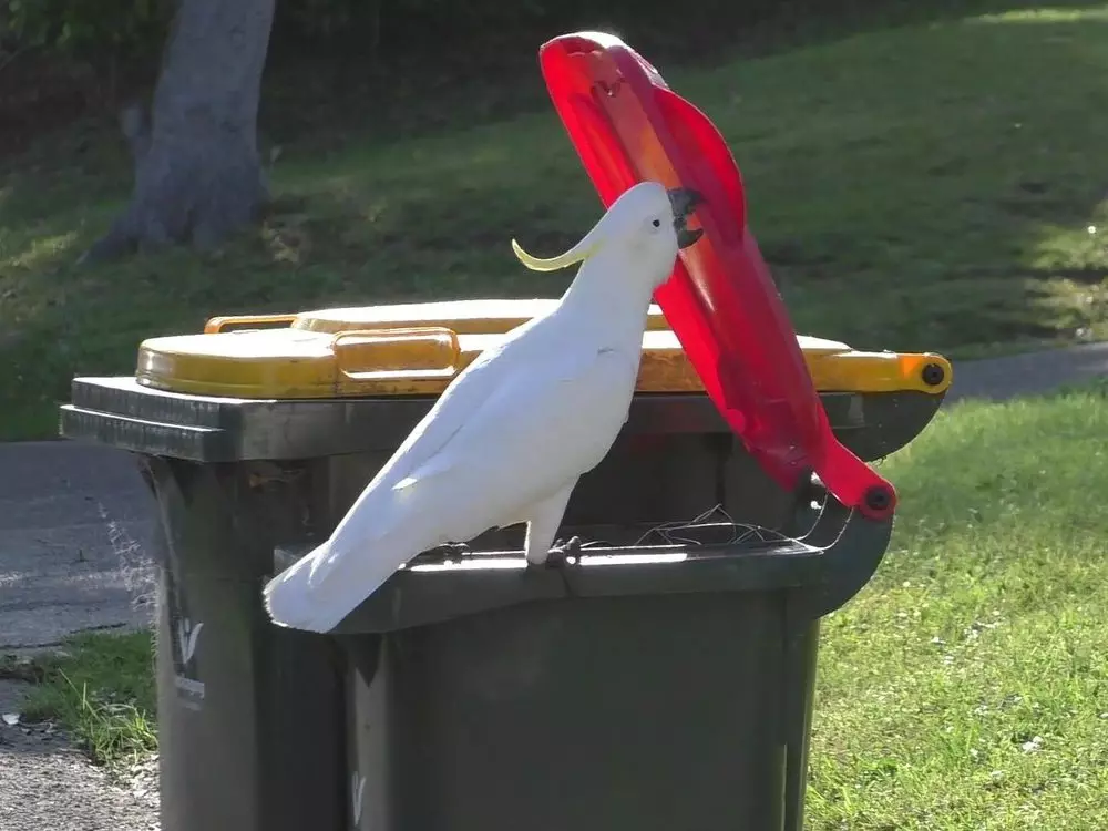 Cockatoo furitaanka