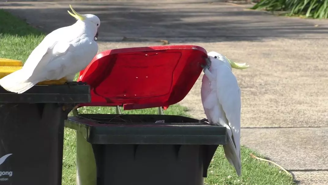 Cockatoo watch