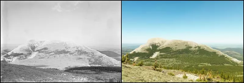 क्राउस्नेस्ट फ़ॉरेस्ट रिज़र्व, अल्बर्टा, कनाडा में 2008 में ली गई एक पहाड़ी की चोटी 1931 में अपनी समकक्ष छवि की तुलना में अधिक पेड़ दिखाती है।