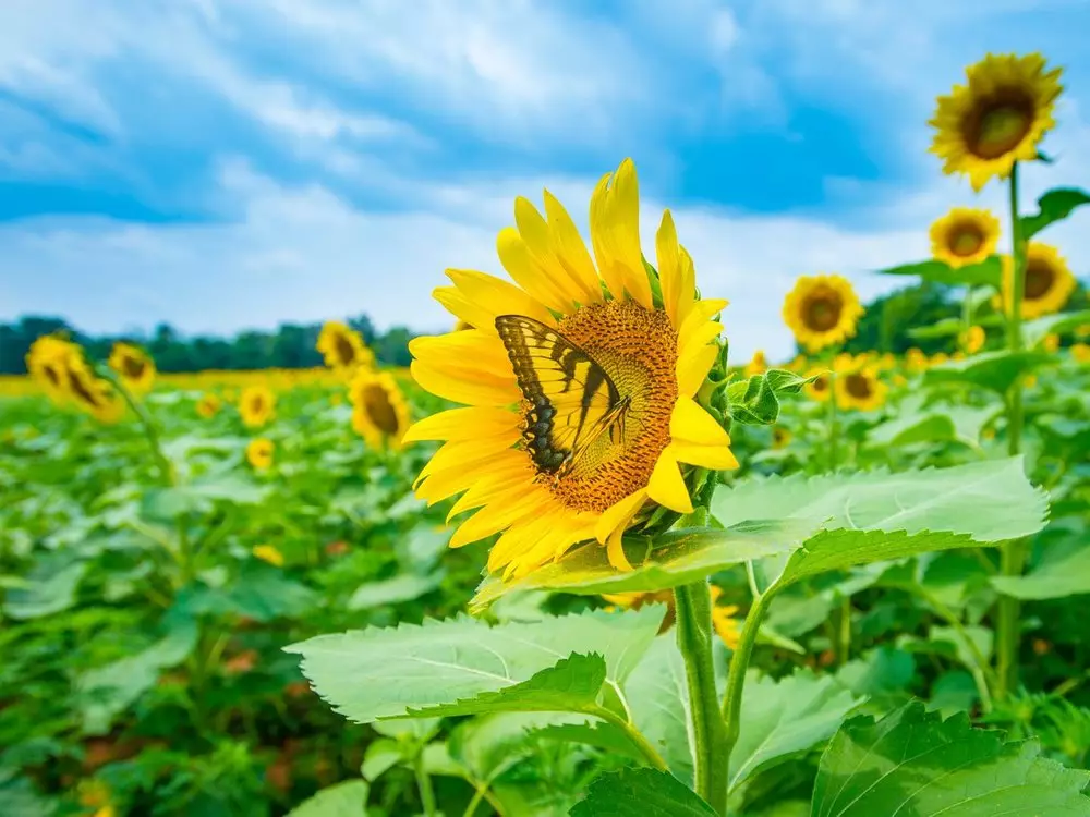 Kuburikidza netsvagiridzo yezvinomera zvipenyu uye zvakachengetedzwa, vebotanist vari kudzidza zvakawanda nezvekuti maruva aita sei nekushanduka kwemamiriro ekunze kwemazana emakore apfuura. (USDA mufananidzo naPreston Keres)