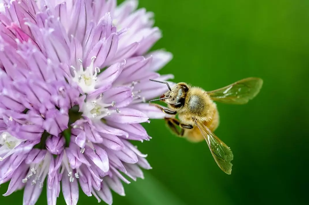 Abella amarela sobre flor roxa