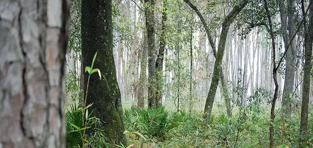 Canoeing sa Okefenokee Swamp