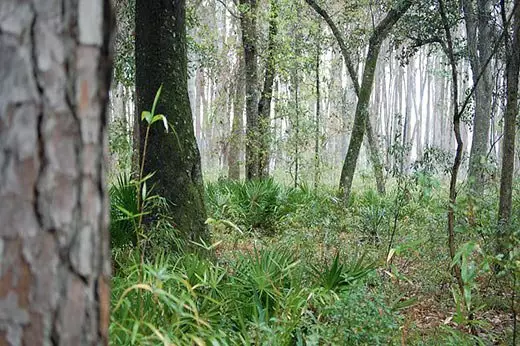 Canoagem no pântano de Okefenokee 23470_3