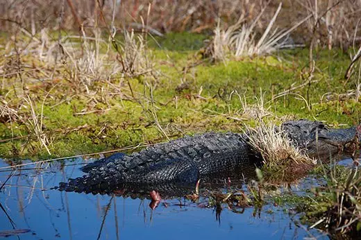 Canoagem no pântano de Okefenokee 23470_4