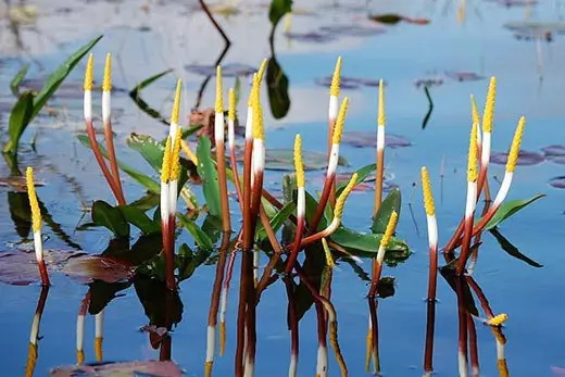 Ụgbọ mmiri na Okefenokee Swamp 23470_6