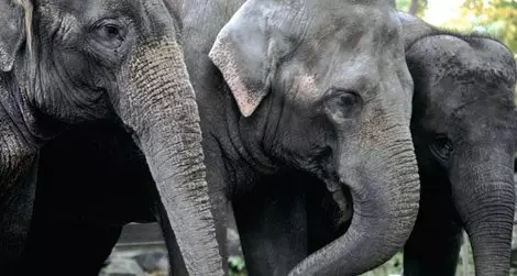 שלושה פילים יגיעו לגן החיות הלאומי מגן החיות של קלגרי בקנדה באביב.