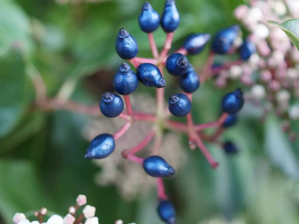 Egituraren konplexutasunak fruitu honi kolore urdin metalikoa ematen dio