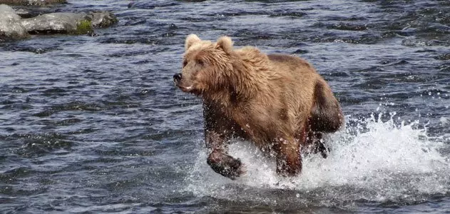 Osos, de cerca y en persona, en el desierto de Alaska