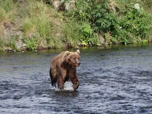 Bearen, tichtby en persoanlik, yn 'e Alaskan Wilderness 23492_11