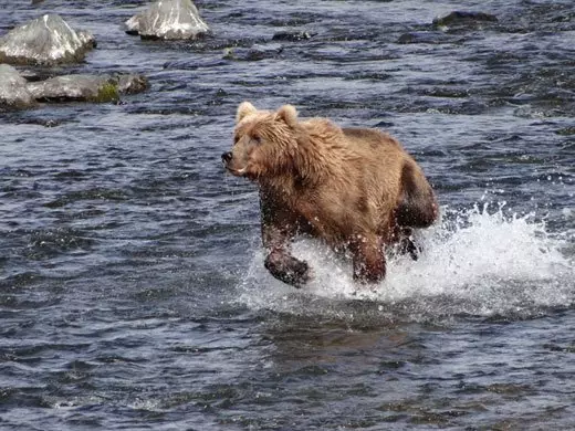 Bearen, tichtby en persoanlik, yn 'e Alaskan Wilderness 23492_12