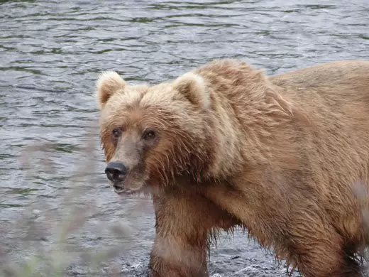 Bears, Kusa da Keɓaɓɓu, a cikin jejin Alaskan 23492_13