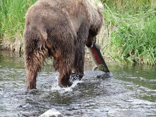 Zimbalangondo, Pafupi ndi Payekha, ku Alaskan Wilderness 23492_14