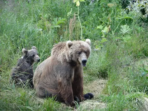 Bearen, tichtby en persoanlik, yn 'e Alaskan Wilderness 23492_4