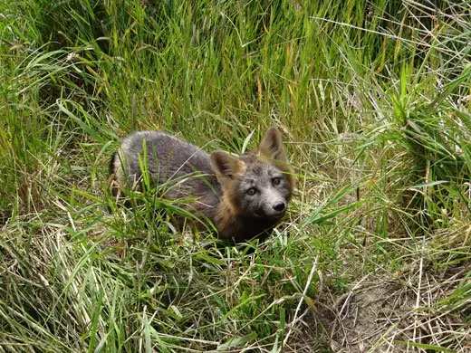 Zimbalangondo, Pafupi ndi Payekha, ku Alaskan Wilderness 23492_5