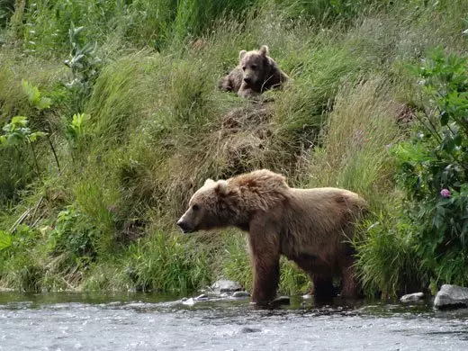 Osos, de preto e persoal, no deserto de Alaska 23492_6