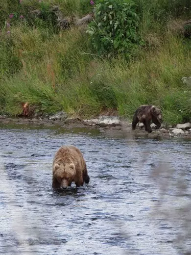 Bears, Kusa da Keɓaɓɓu, a cikin jejin Alaskan 23492_7