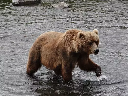 Beruang, Dekat dan Pribadi, di Wilderness Alaska 23492_8