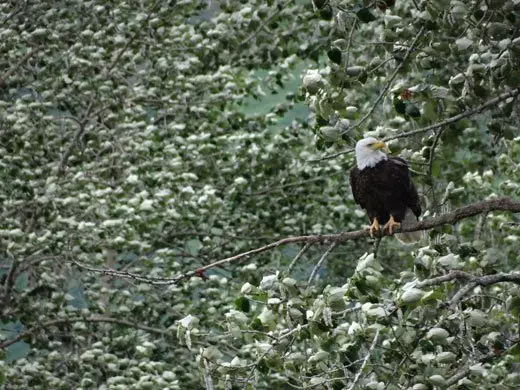 Urosa, Latalata ma Patino, i le Vao o Alaska 23492_9