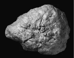 20110520083219titun-pachycephalosaur-skull-300x236.jpg