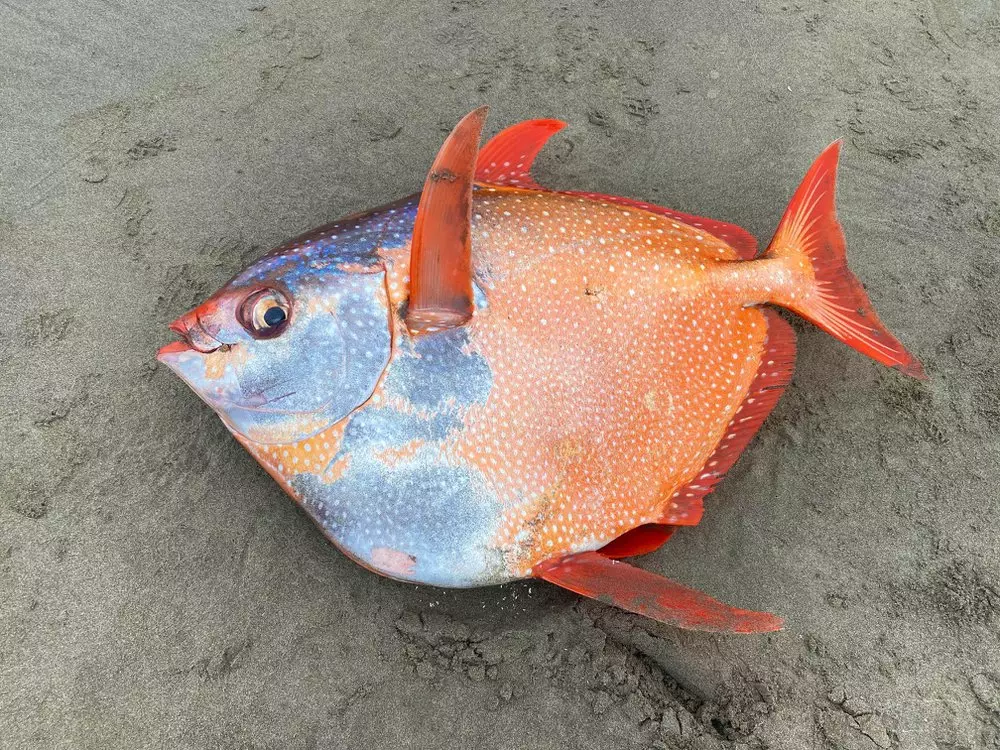 Kirkkaanvärinen, 100 kiloa painava kuukala huuhtoutuu Oregon Beachille