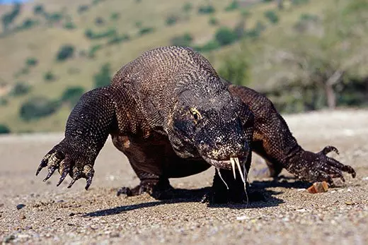 Deset nejsmrtelnějších zvířat naší evoluční minulosti 23525_4