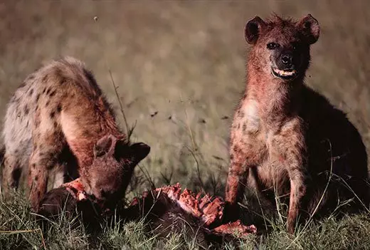 Deset nejsmrtelnějších zvířat naší evoluční minulosti 23525_6