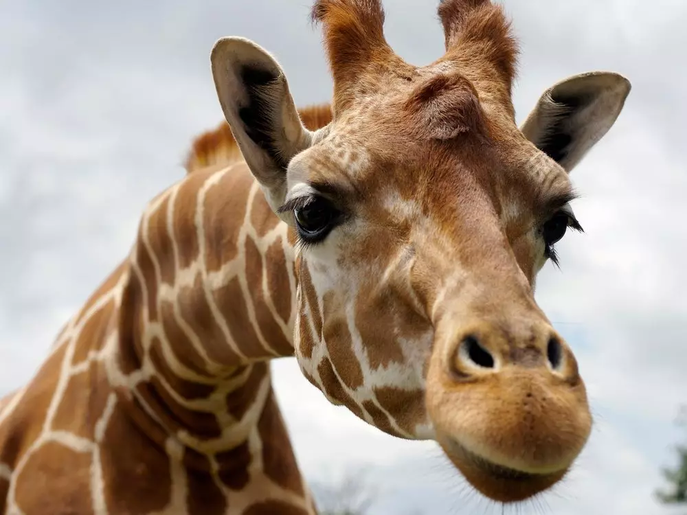 girafes