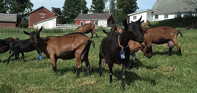 Et kulinarisk eventyr i Vermont