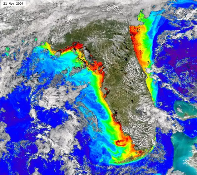 A Florida Red Tide