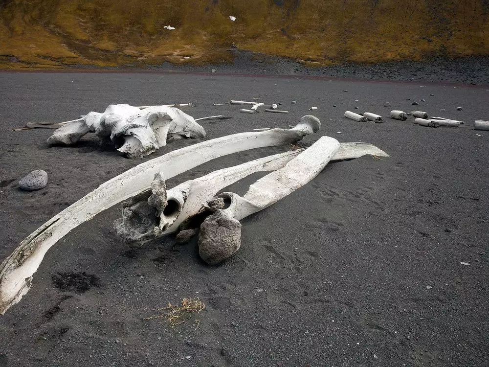 海洋哺乳动物的大规模死亡正在上升