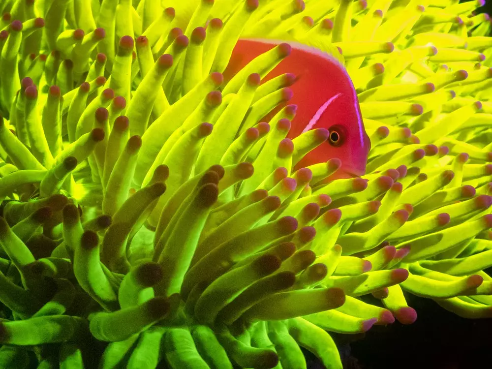 Fluorescent fisk