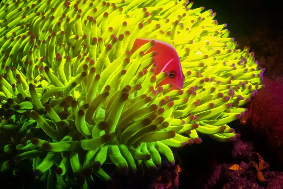 Çəhrayı anemon balığı