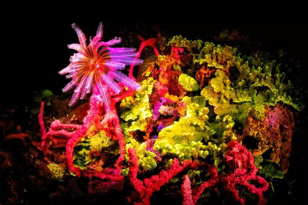 阿尼洛的珊瑚礁