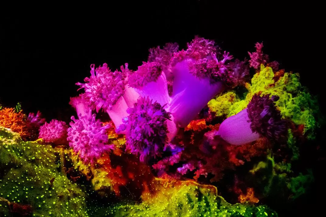 Korallriff Dauinis