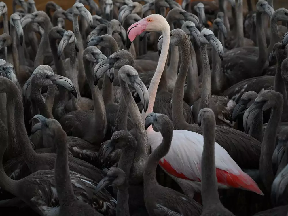 ’n Pienk volwasse flamink staan hoog te midde van korter grys voëls. Die pienk flamink is amper wit in sy lyf, maar het helderrooi vere naby sy onderbuik en 'n pienk snawel.