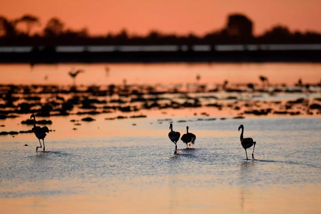 ပြင်သစ်တောင်ပိုင်းသို့ Flamingos သိုးစု 60,000 စံချိန်ချိုးခဲ့သည်။ 23581_2