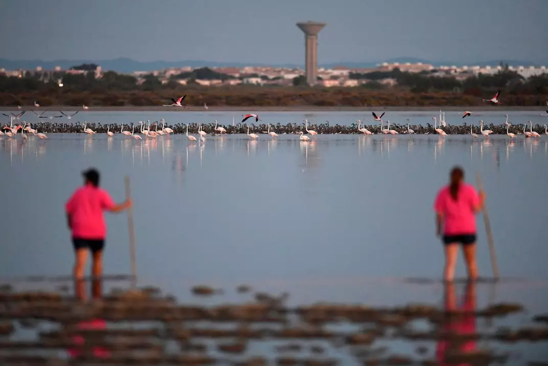 ပြင်သစ်တောင်ပိုင်းသို့ Flamingos သိုးစု 60,000 စံချိန်ချိုးခဲ့သည်။ 23581_3