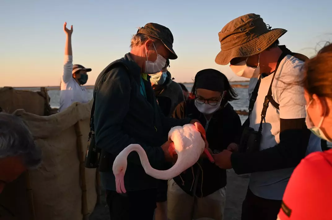 Rekordbrytende 60 000 flamingoer strømmer til Sør-Frankrike 23581_4