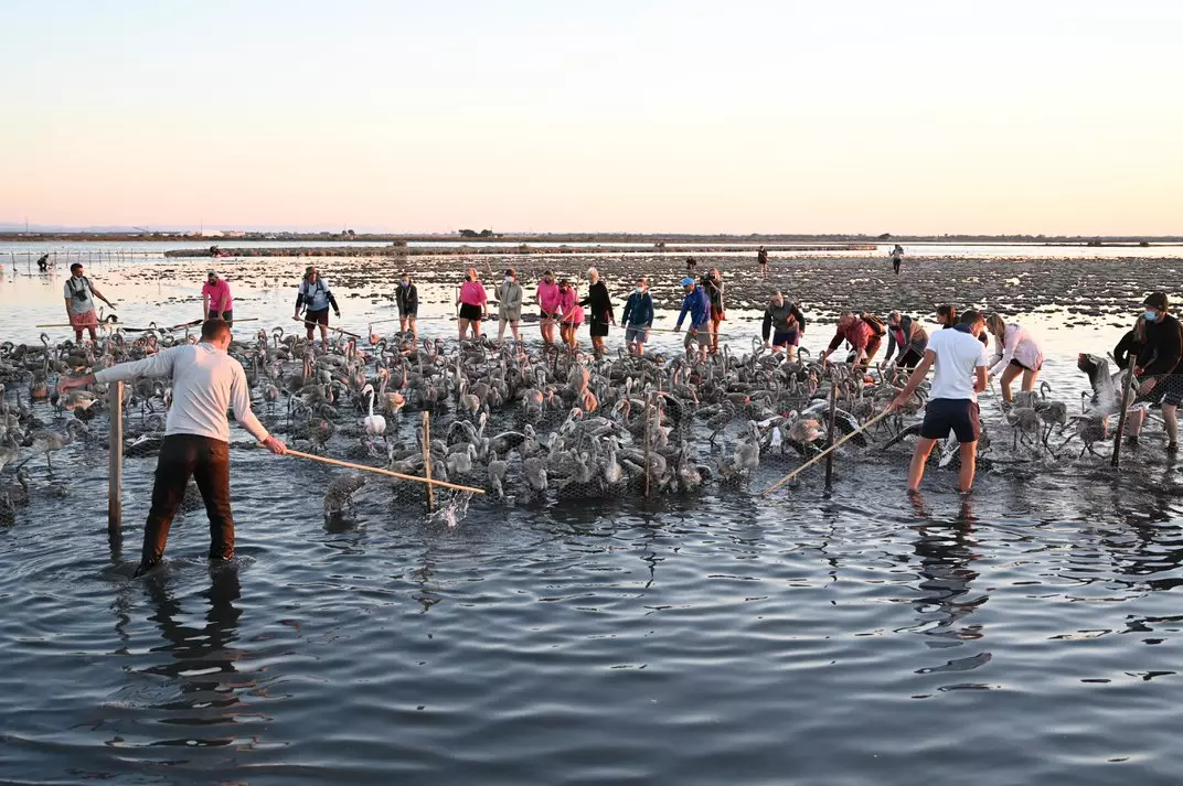 Bando recorde de 60.000 flamingos para o sul da França 23581_5