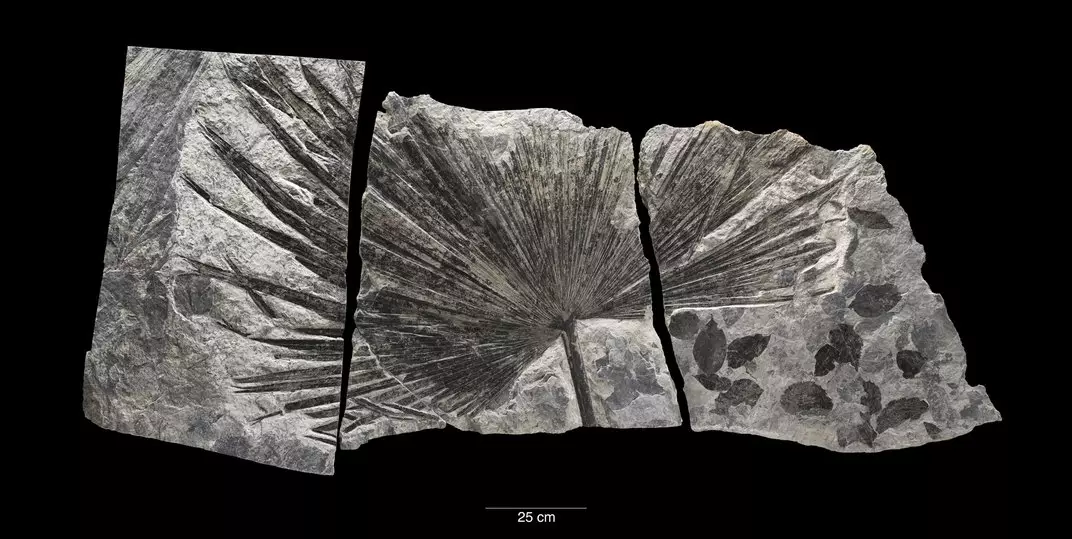 Fosilā palmas lapa sudraba klintī uz melna fona