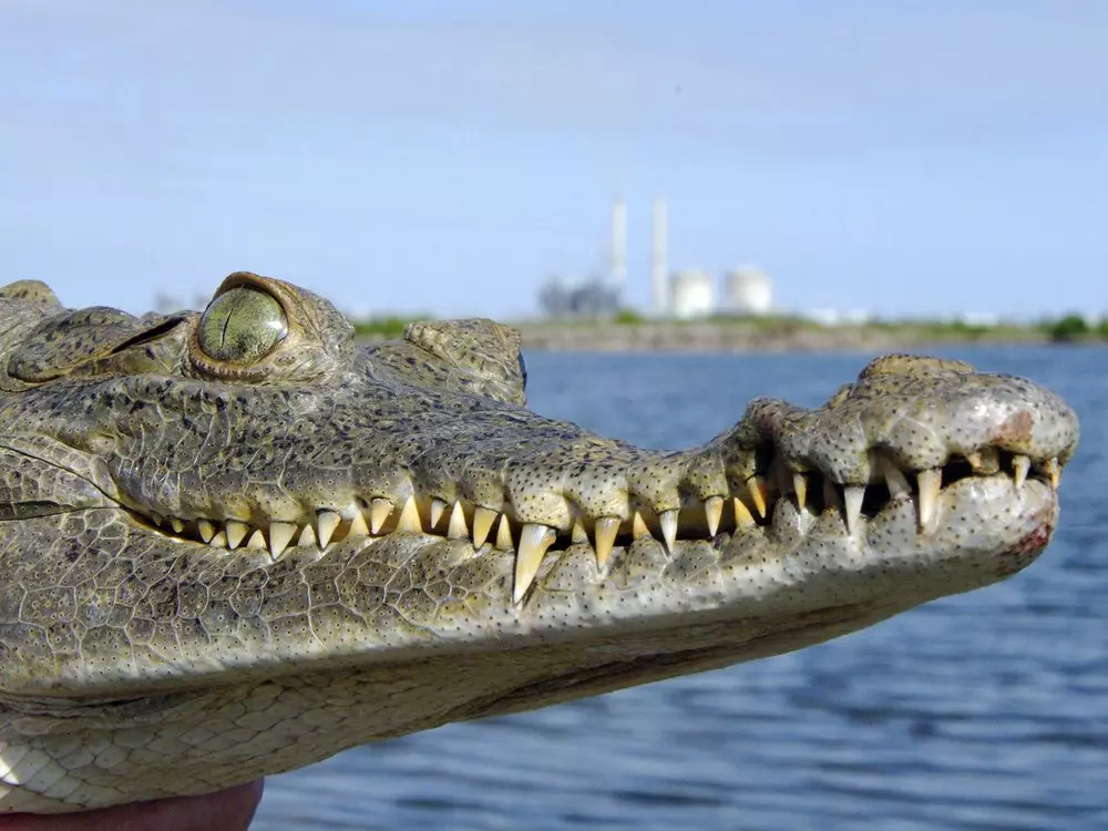 Bakit Umuunlad ang Florida Crocs sa Labas ng Nuclear Power Plant