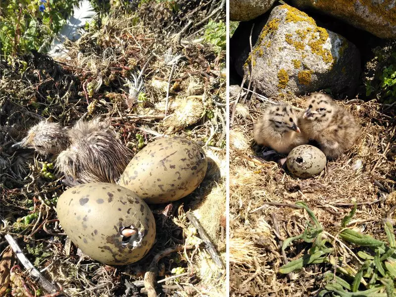 Ангаалаагүй шувууны үр хөврөл ах эгч нартайгаа хясаа чичиргээгээр харилцдаг.