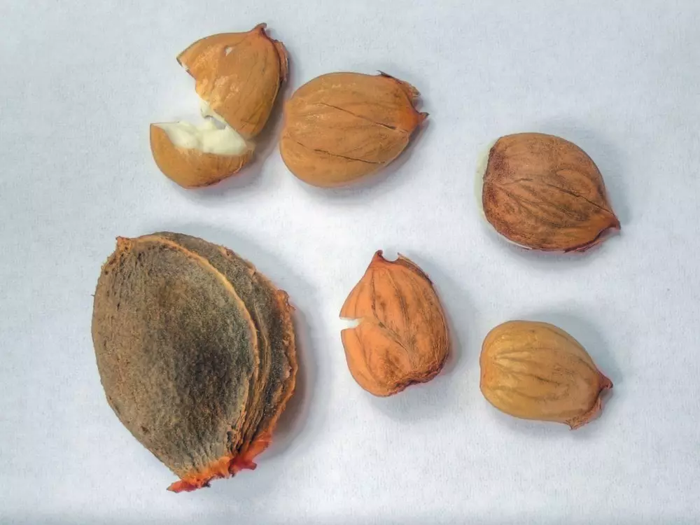 Apricot Kernels