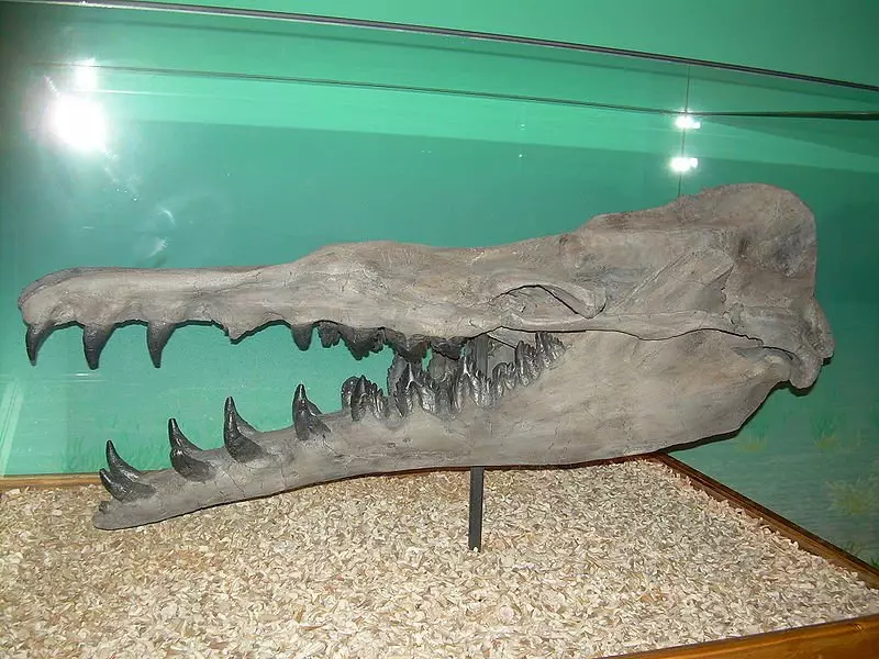 20110520102341800px-Basilosaurus_cetoides_skeleton.JPG