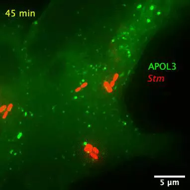 Imatge gif: quan la salmonel·la (vermell) envaeix una cèl·lula, l'APOL3 (verd) apareix a la superfície del bacteri i el trenca.