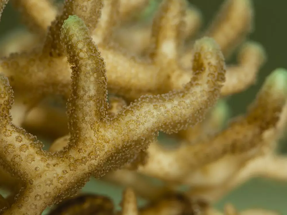 Muitos organismos como corais – e até pessoas – criam seus próprios minerais para desempenhar funções básicas da vida. Os geólogos podem estudar esses biominerais para aprender mais sobre a Terra. (Donald E. Hurlbert, Smithsonian)
