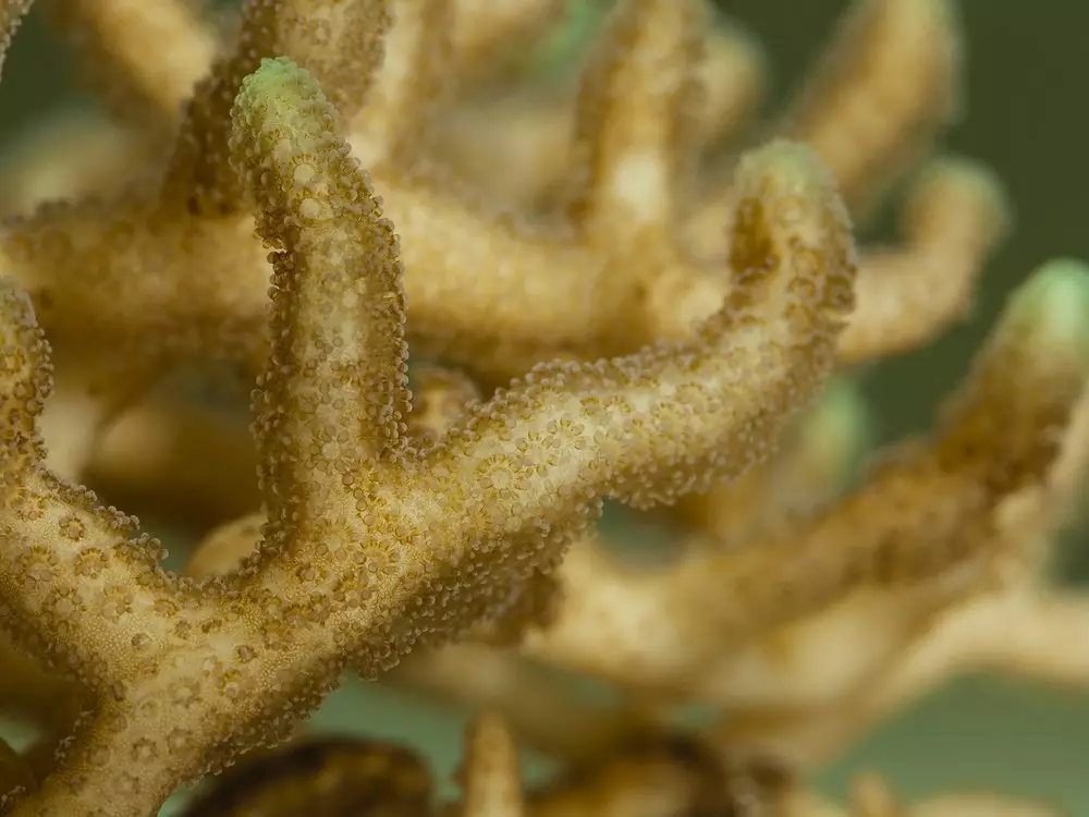 W jaki sposób biominerały są kamieniami milowymi w badaniach nad zmianą klimatu