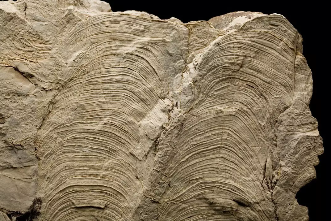 Roca marró amb desenes de capes sobre fons negre