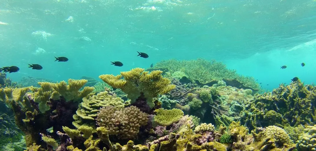 שונית אלמוגים שקועה עם דגים שוחים בקרבת מקום